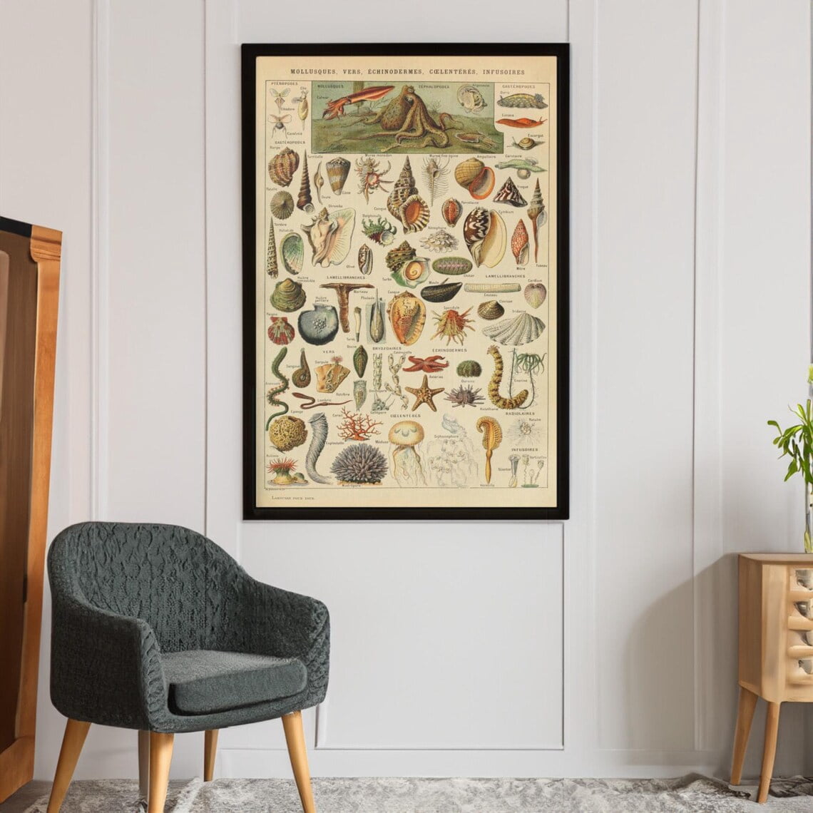 Adolphe Millot Mollusques Art Poster Vintage Sea Life Science, Unframed ...