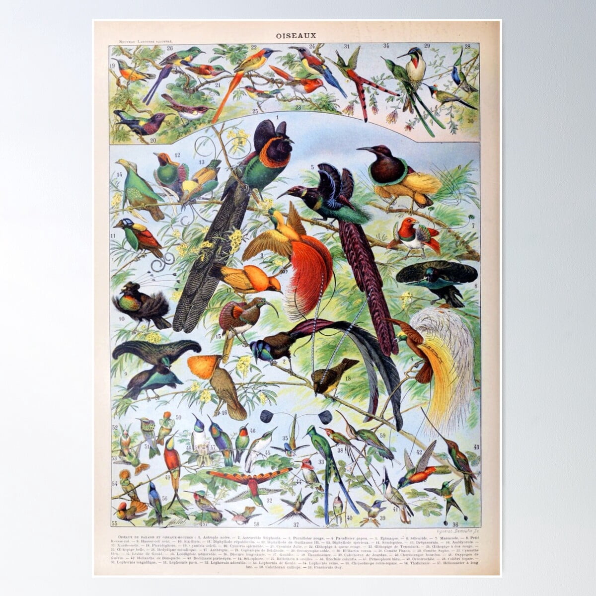 Adolphe Millot - Oiseaux B - French vintage poster Poster, 16x24 ...
