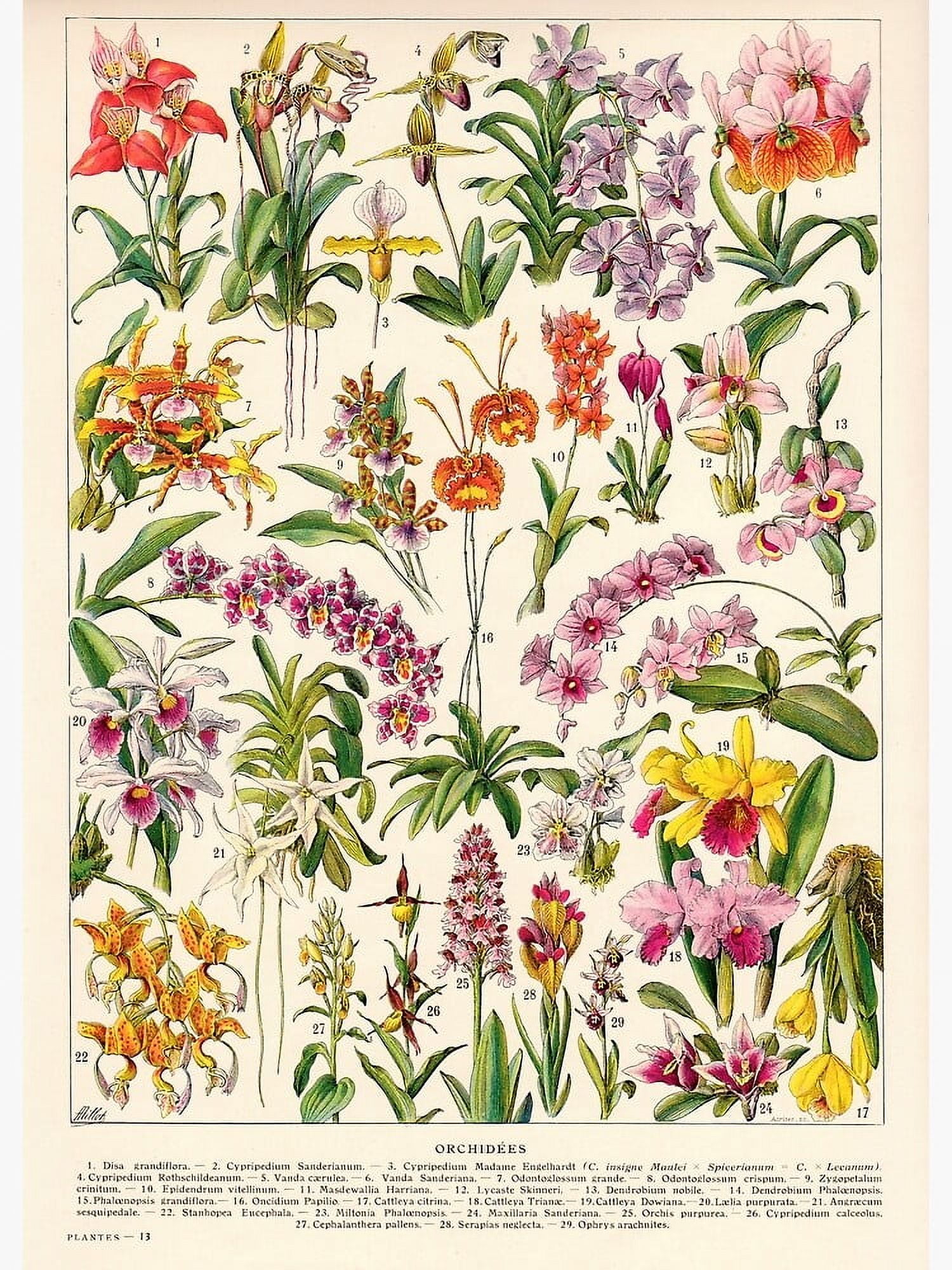 Adolphe Millot - Orchids - French vintage botanical illustration ...
