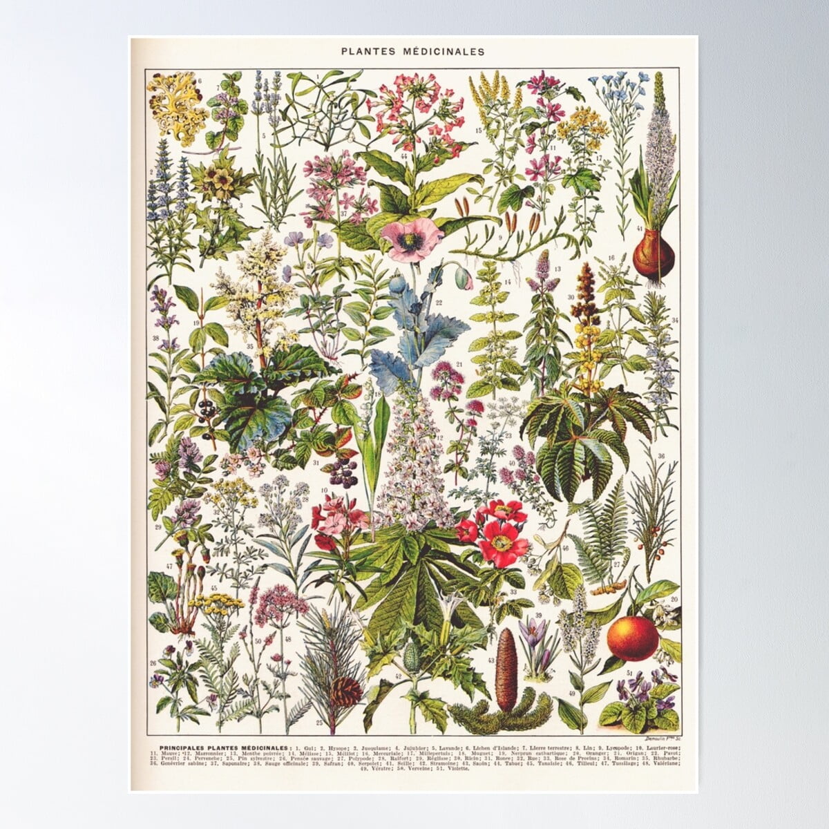 Adolphe Millot - Plantes Medicinales A - French Vintage Poster Poster ...