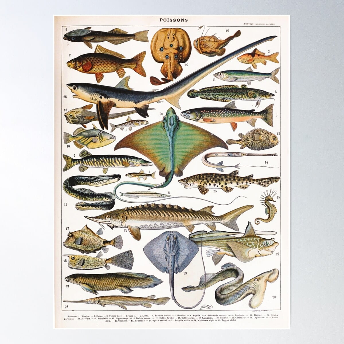 Adolphe Millot - Poissons A - French Vintage Nautical Poster Poster ...