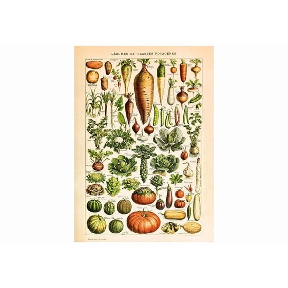 Adolphe Millot Vegetable Varieties Poster, Unframed Paper Poster ...