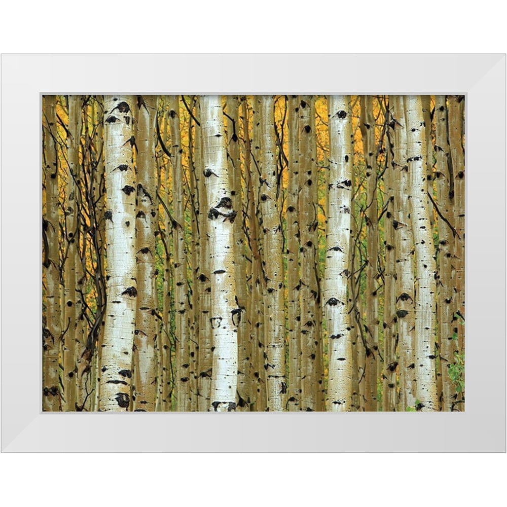 Adolphson 24x19 White Modern Wood Framed Museum Art Print Titled ...