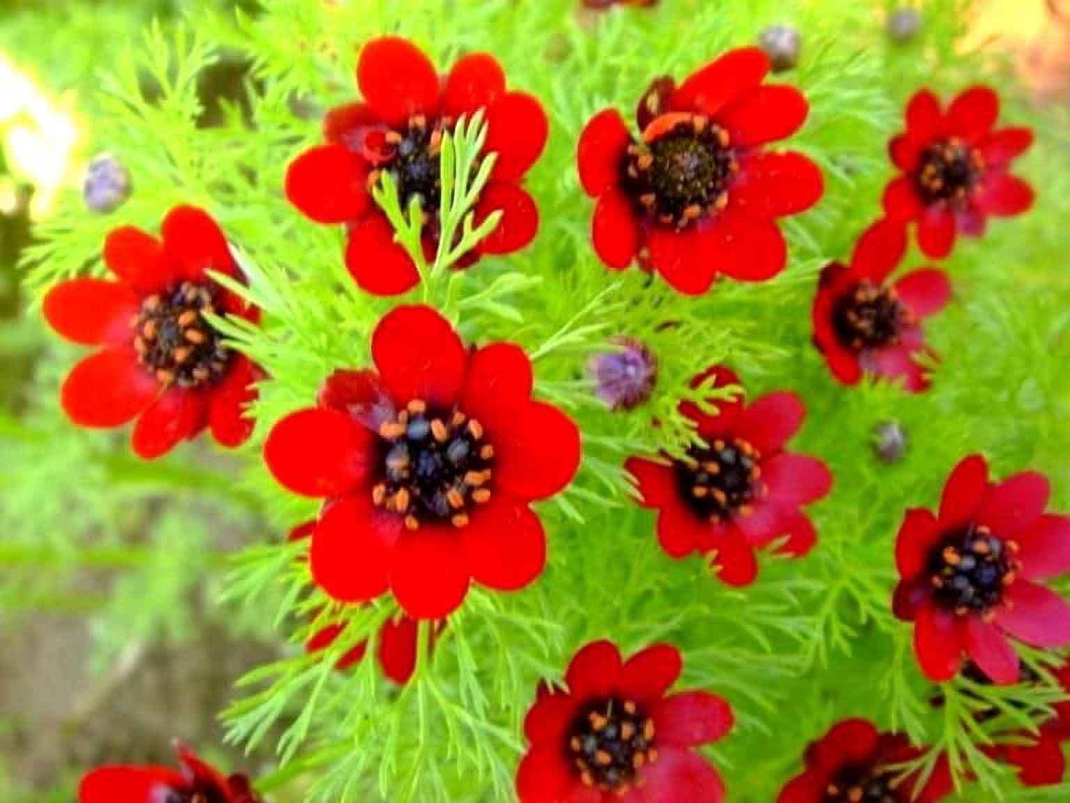 Adonis' Flower Seeds Summer OIF8 Pheasant’s Eye Blooddrops Red ...