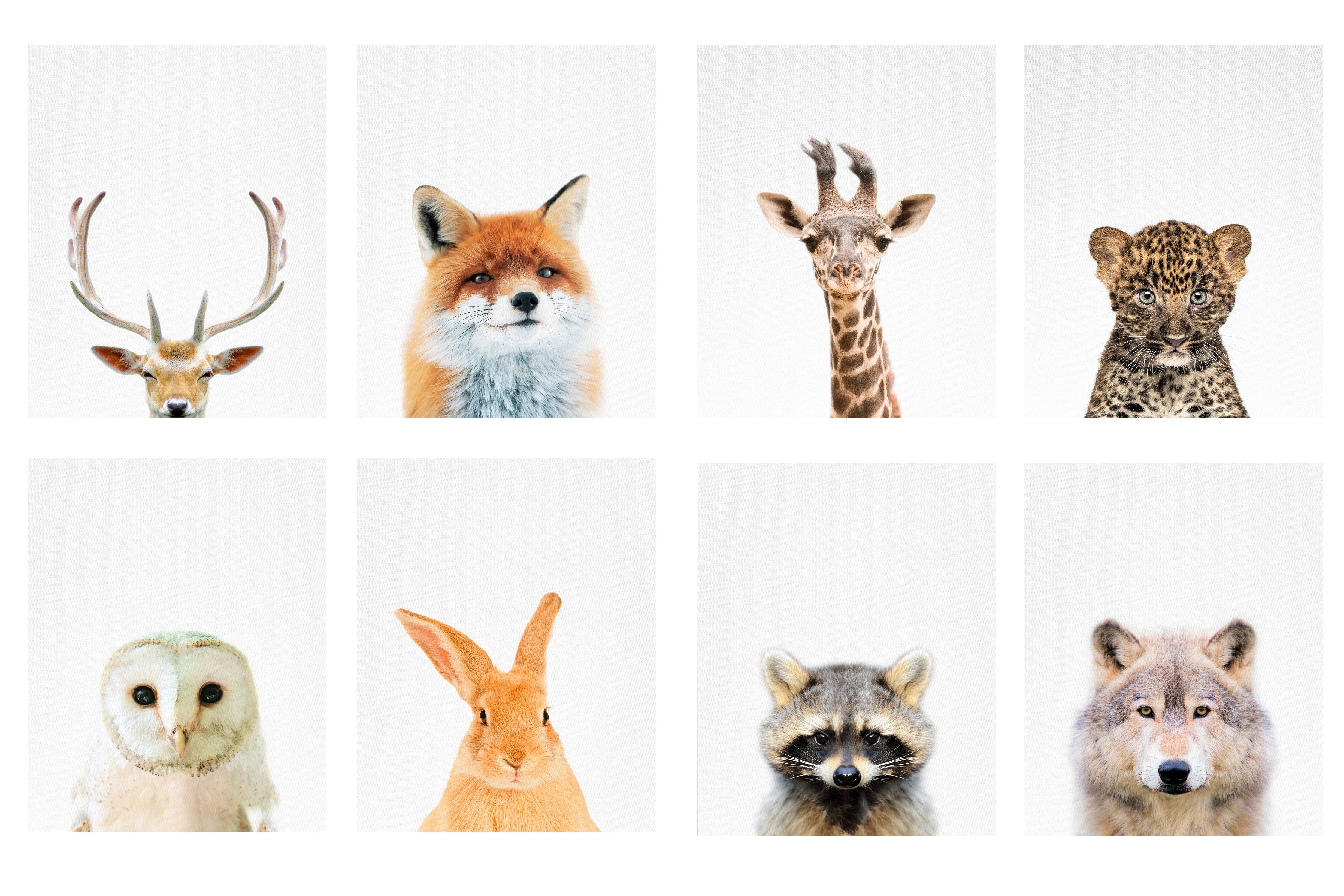 Adorable Deer, Fox, Leopard, Giraffe, Rabbit, Owl, Raccoon and Wolf ...