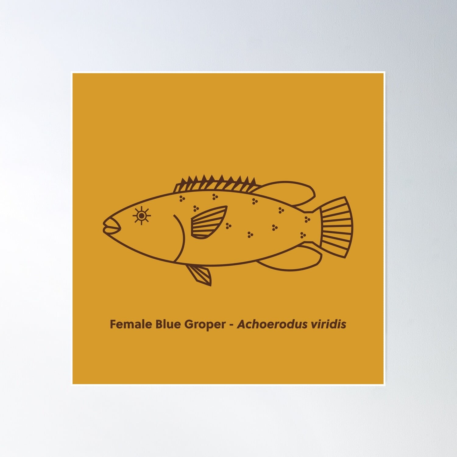 Adorable Female Blue Groper In Chocolate Brown On Golden Yellow Poster ...