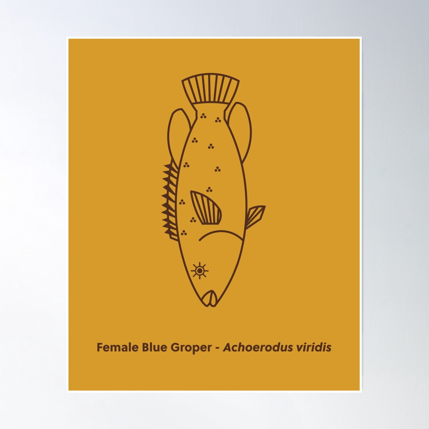 Adorable Female Blue Groper In Chocolate Brown On Golden Yellow ...