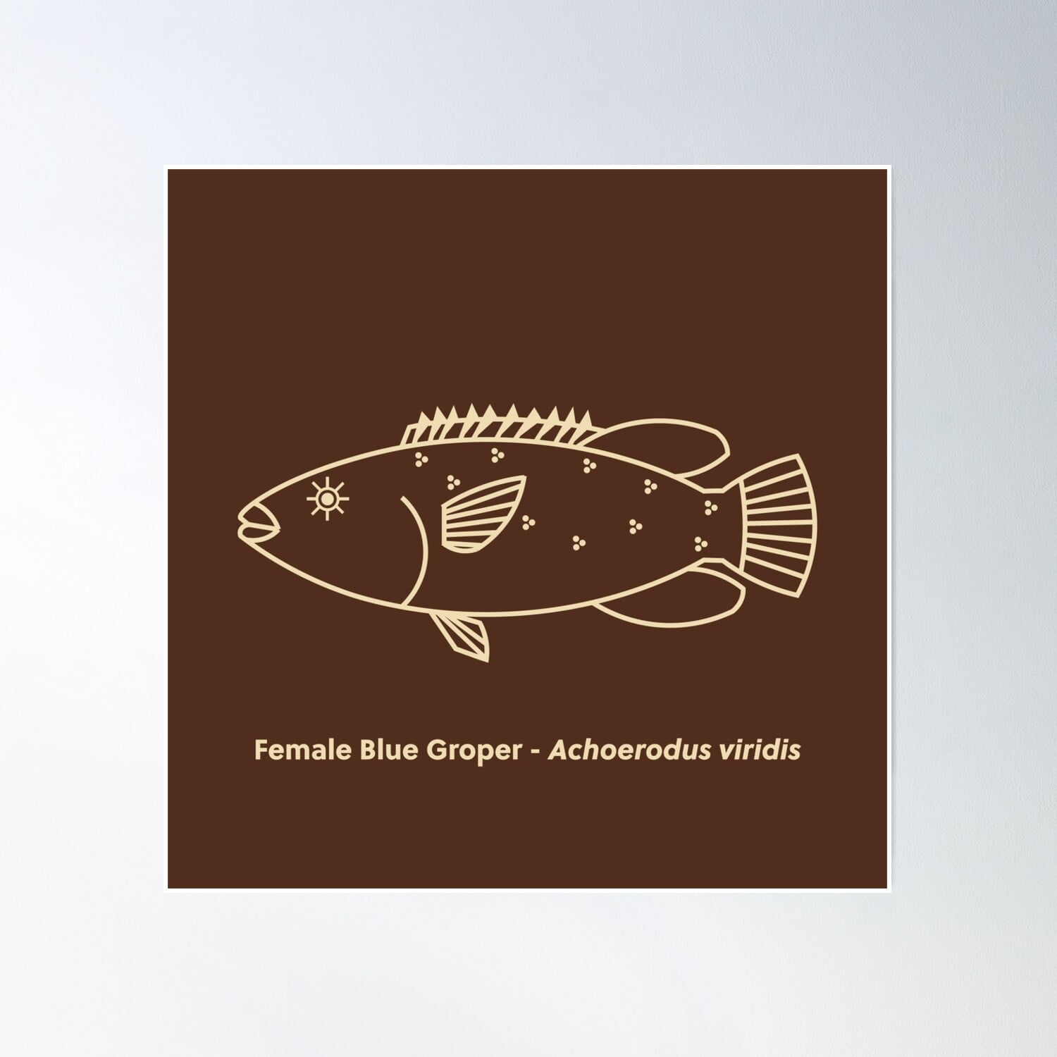 Adorable Female Blue Groper In Vanilla On Chocolate Brown Poster Wall ...