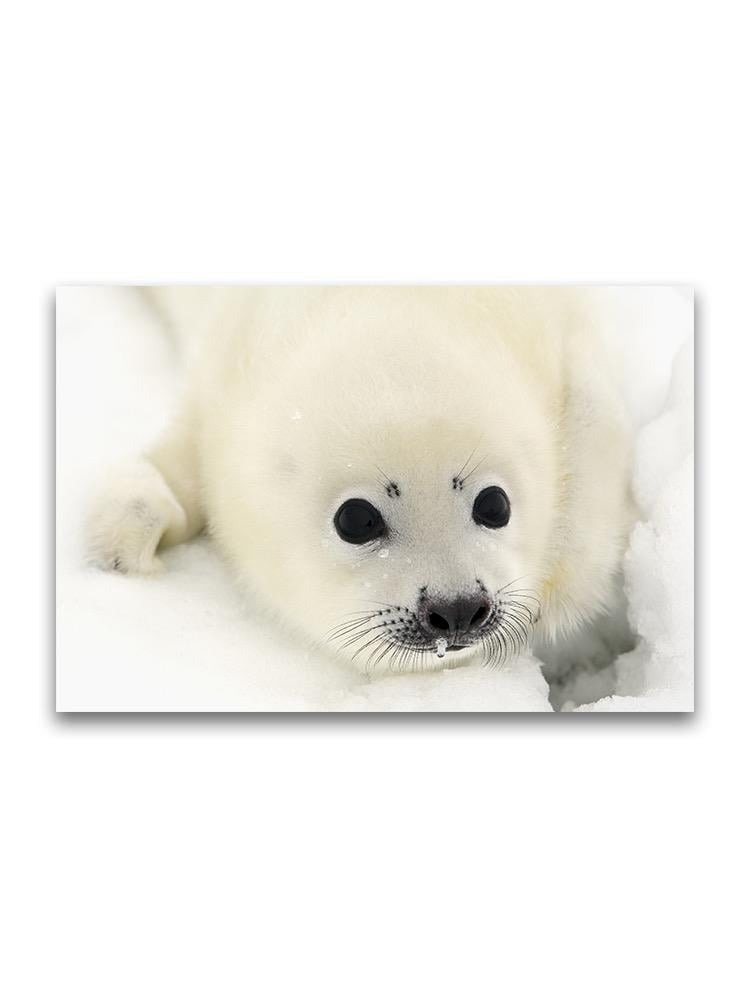 Adorable Harp Seal Pup On Snow Poster -Image by Shutterstock - Walmart.com