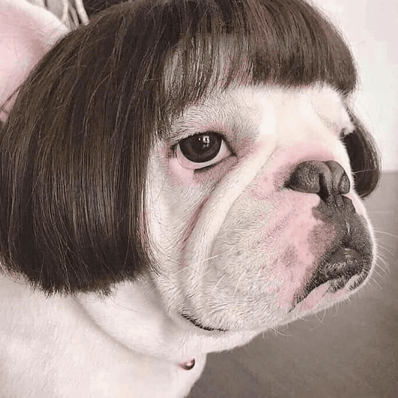 Adorable Pet Costumes Wigs - Perfect For Small And Medium Dogs Dress up ...