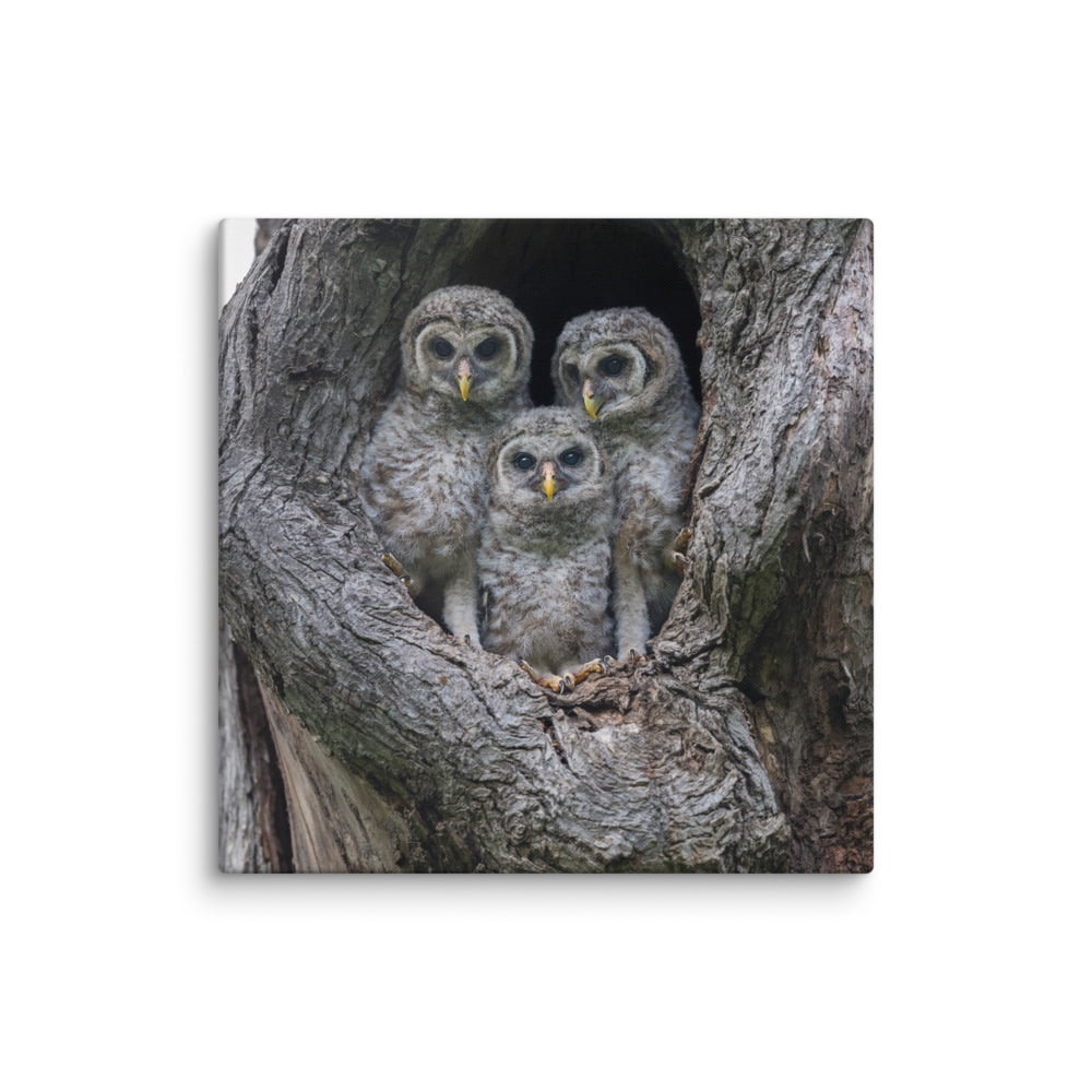Adorable Siblings! Canvas (18″×18″) - Walmart.com