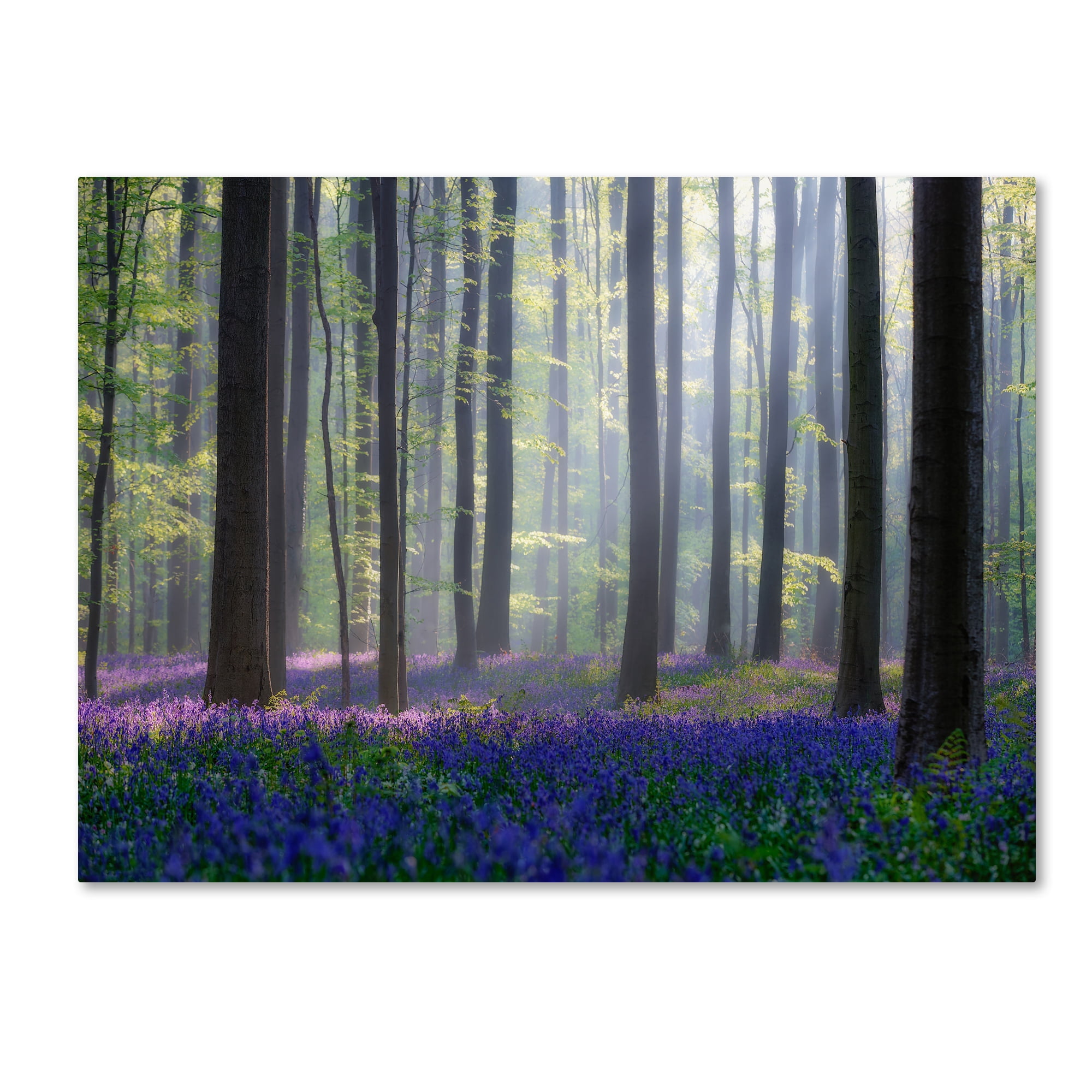Adrian Popan 'Bluebells' Canvas Art - Walmart.com
