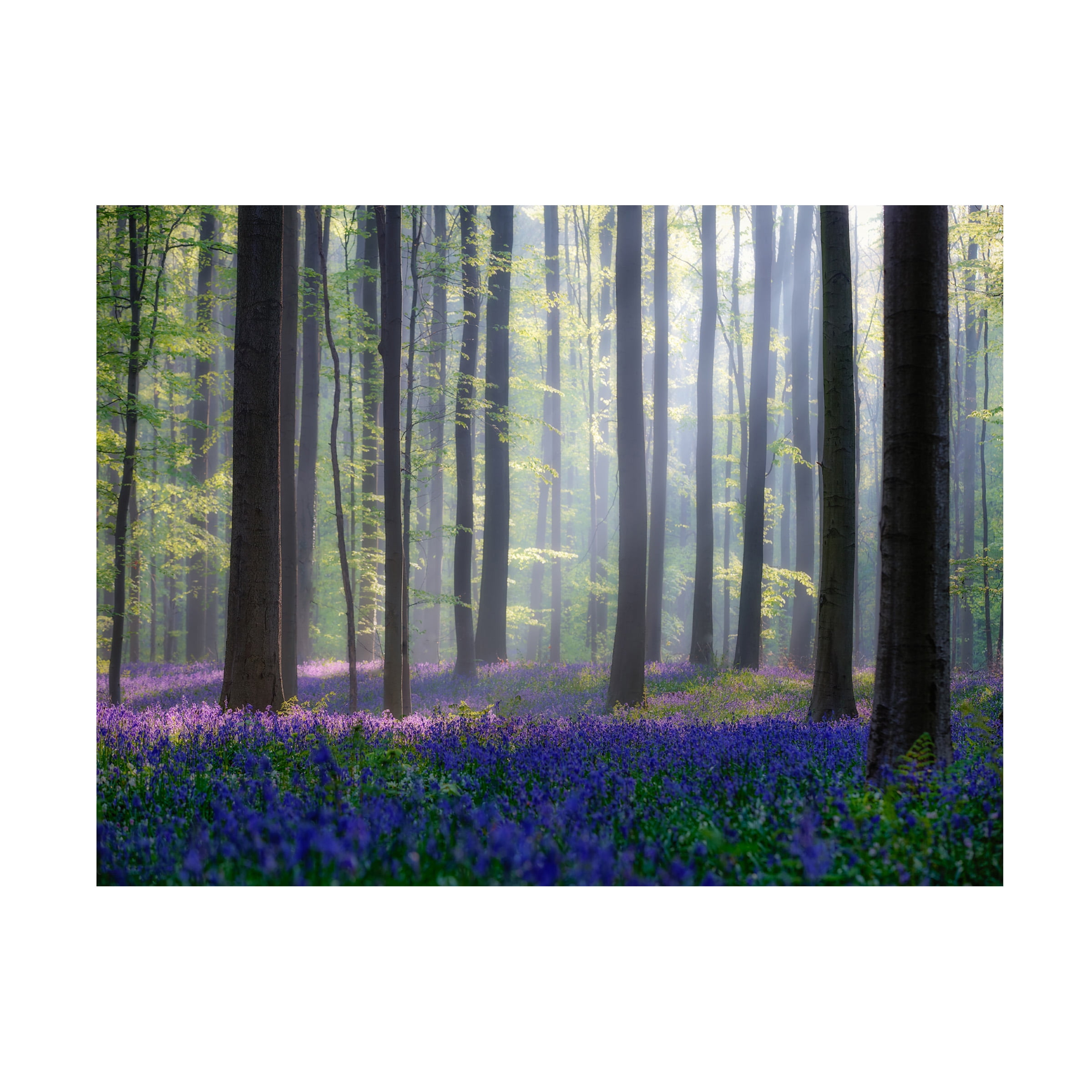Adrian Popan 'Bluebells' Canvas Art - Walmart.com