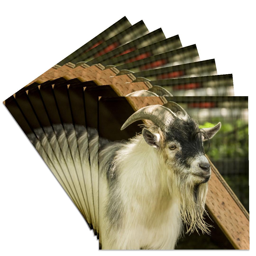 3drose, Adult African Pygmy Goat., Set of 8 Ceramic Tile Coasters ...
