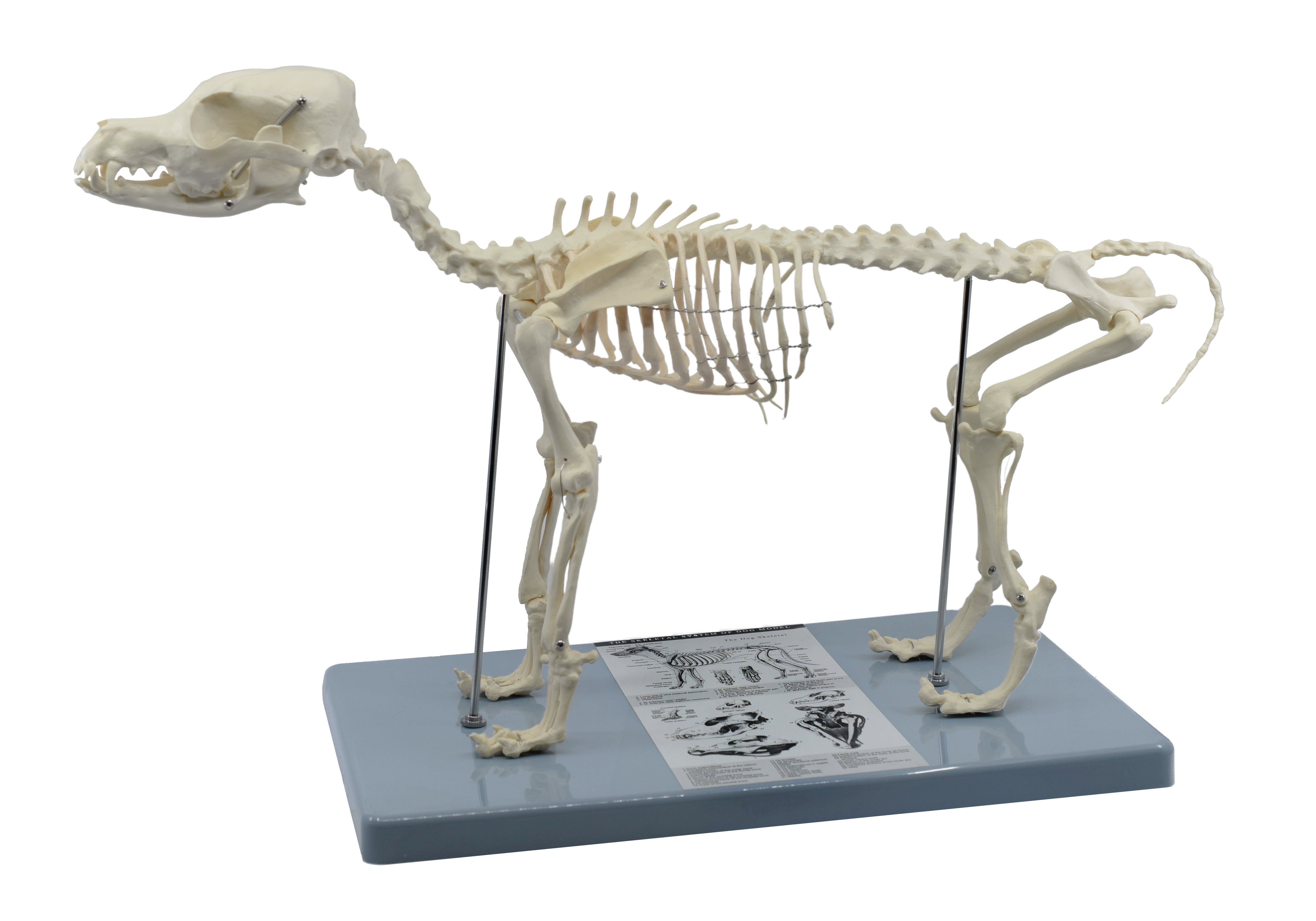 Adult Dog Skeletal System, Anatomical Model, 12" Tall - Life Size ...