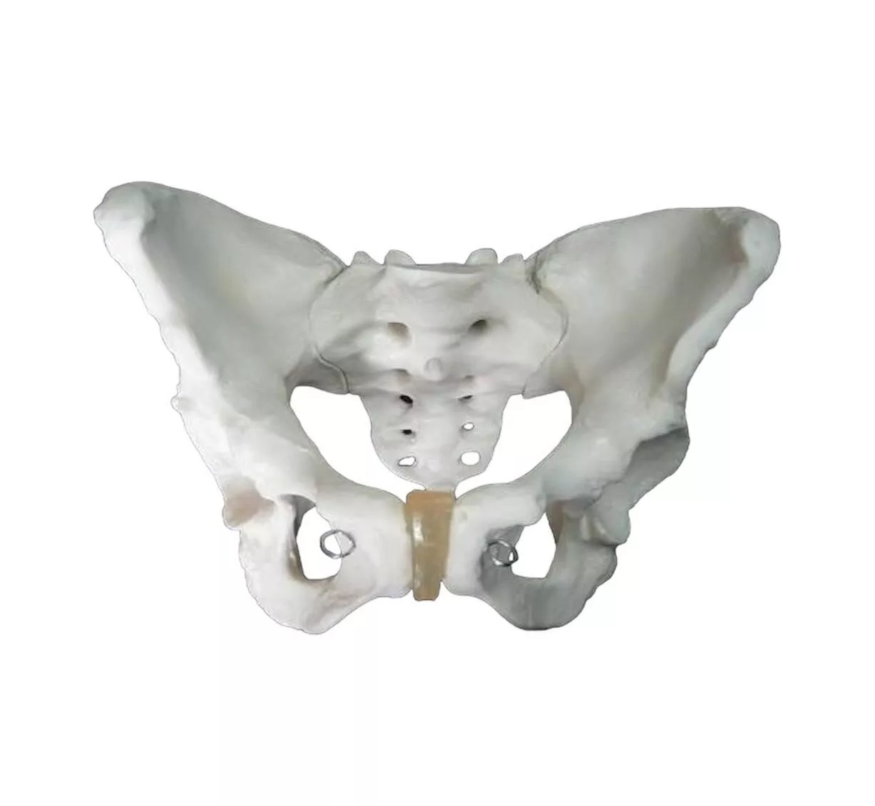 Adult Female Pelvis Model – Excellent Quality Anatomical Replica ...