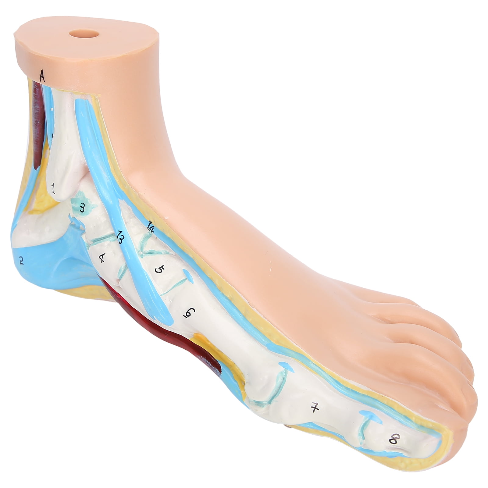 Adult Lifesize Human Foot Model for Teaching and Research Display ...