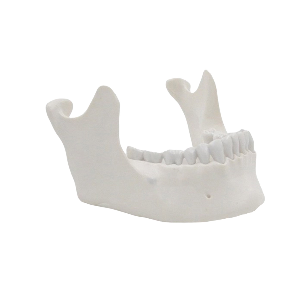 Adult Lower Jaw Bone Model Lower Jaw Model Teaching Aid for Science ...
