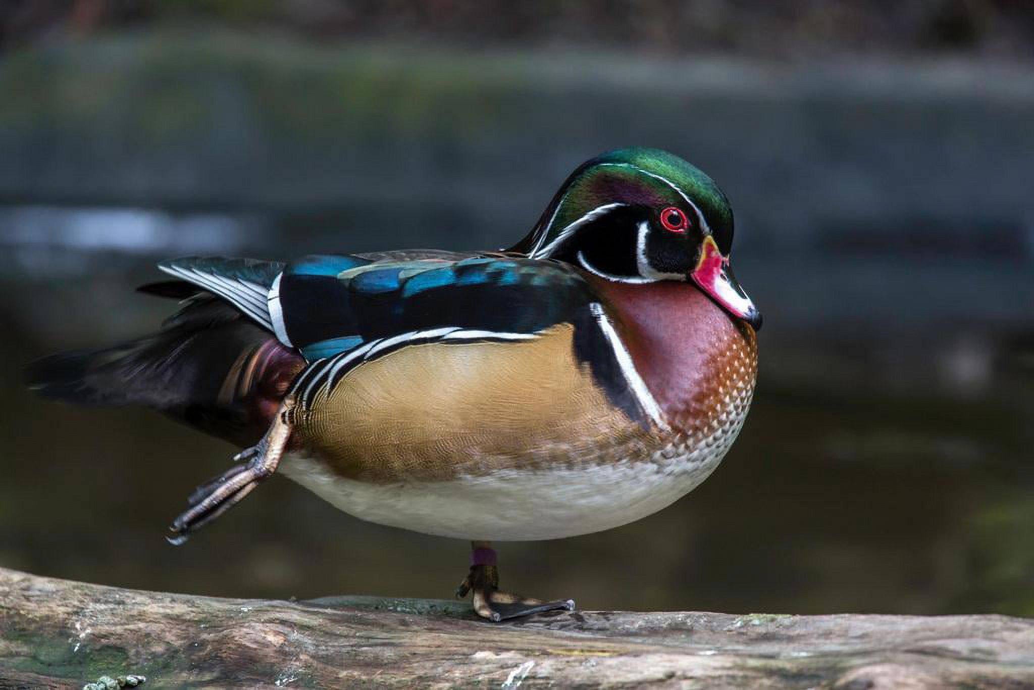 Adult Male Wood Duck on Log Photo Photograph Pictures Of Ducks Pictures ...