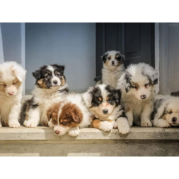 Jigsaw Puzzle for Adults, Australian Shepherd Puppies Dog Portrait ...