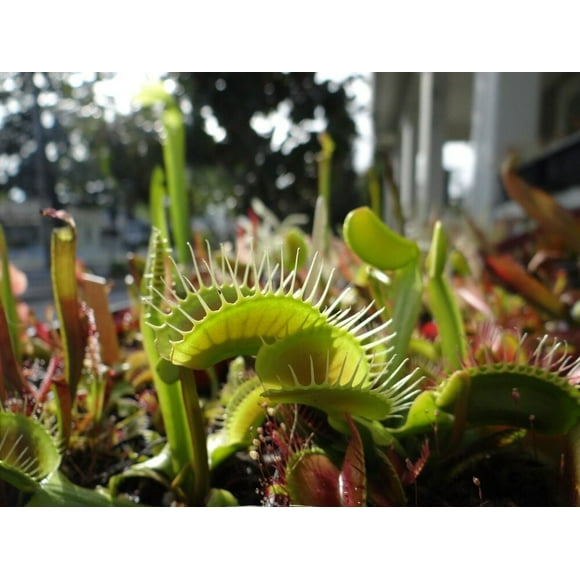 Feed Venus Flytrap