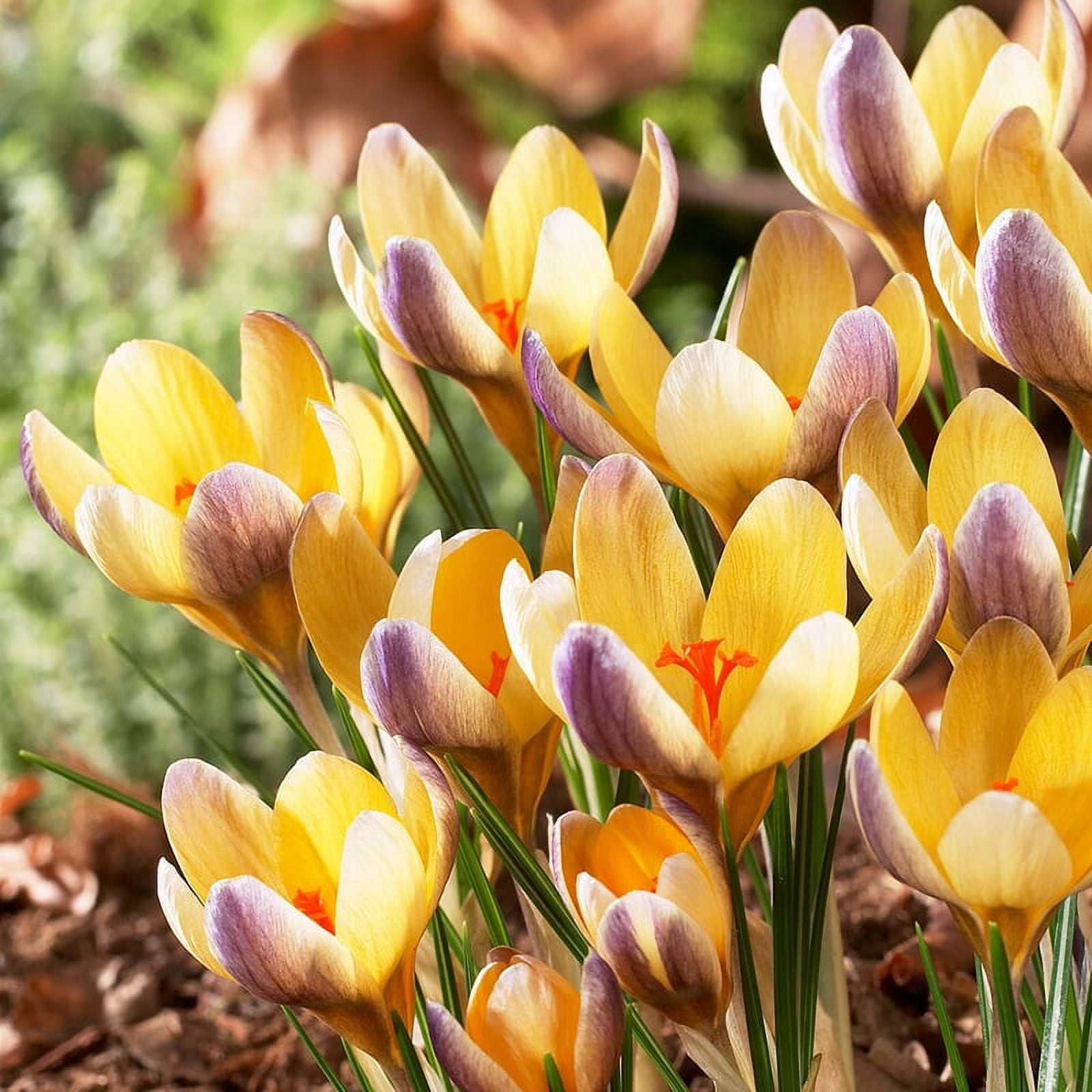 Advance Crocus Flower Bulbs - 25 Bulbs per Pack - Pleasantly Scented ...