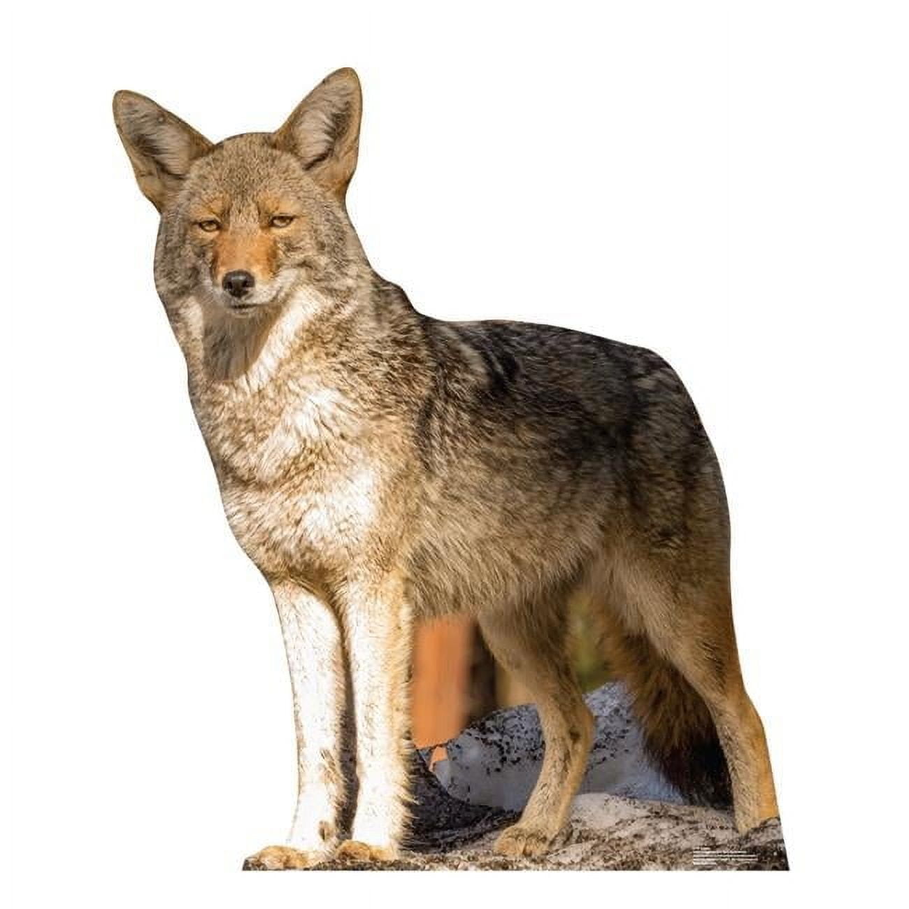 Cardboard People Coyote Life Size Cardboard Cutout Standup - Made in ...