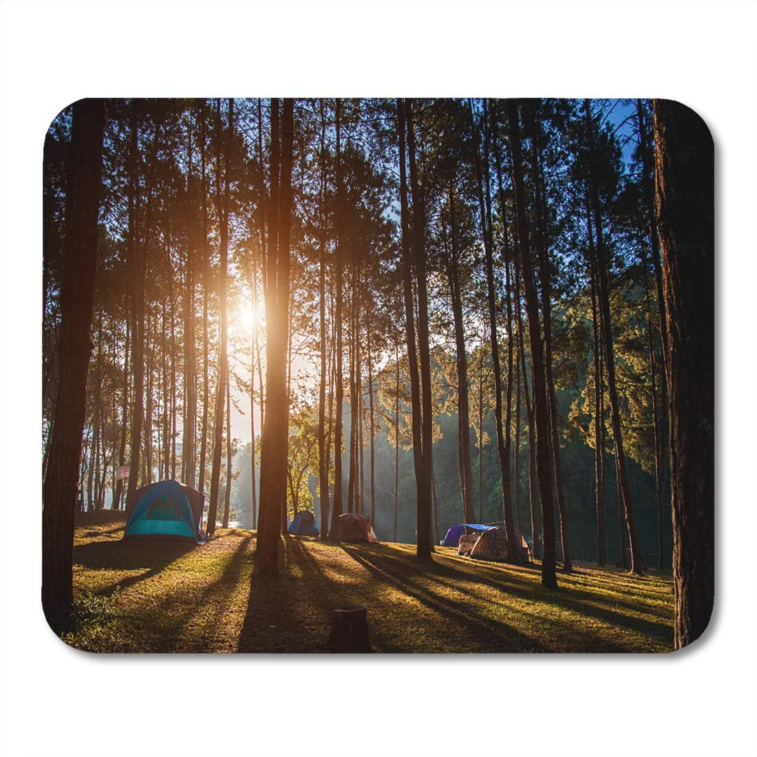 Adventures Camping Tourism and Tent Under The View Pine Forest ...