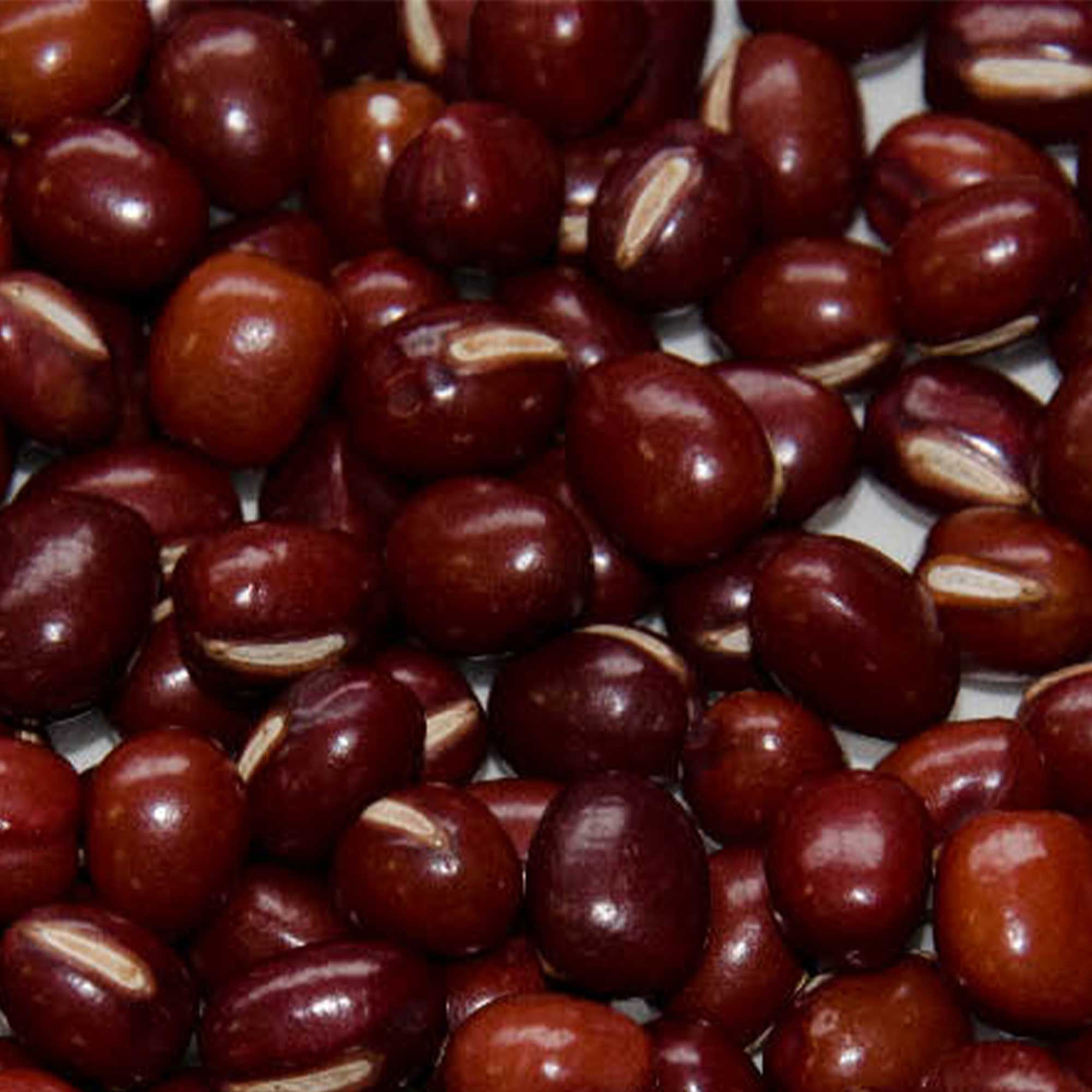 Adzuki Bean - Dainagon - 4 Oz ~800 Seeds - Non-GMO, Heirloom - Asian ...