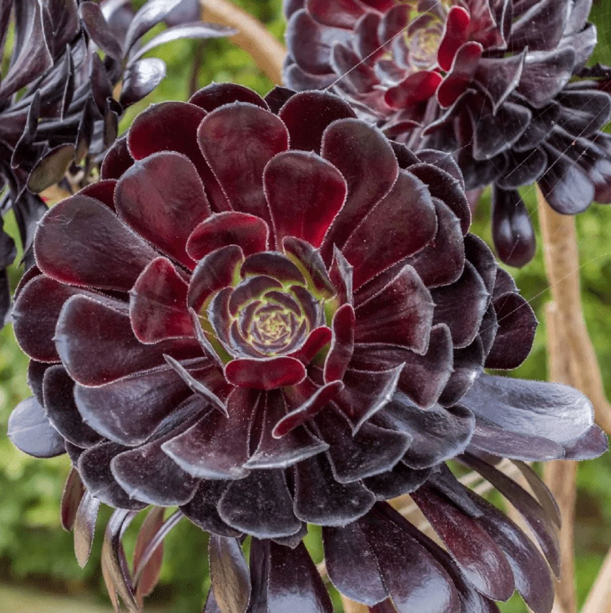 Aeonium Black Rose Plant Live for Planting - Black Tree Aeonium Plant ...