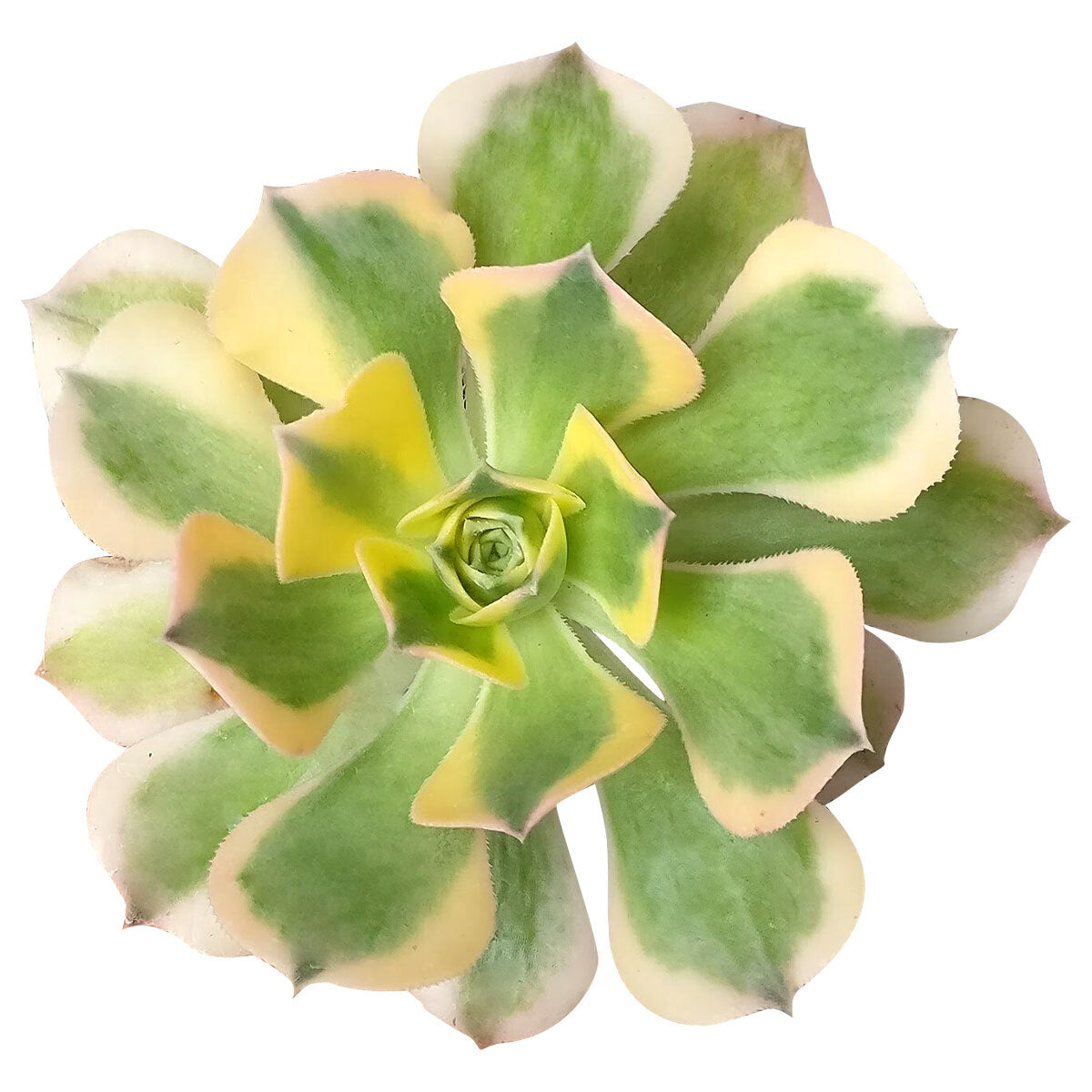 Aeonium Sunburst Copper Pinwheel (2"+ Plastic Pot) - Live Healthy ...