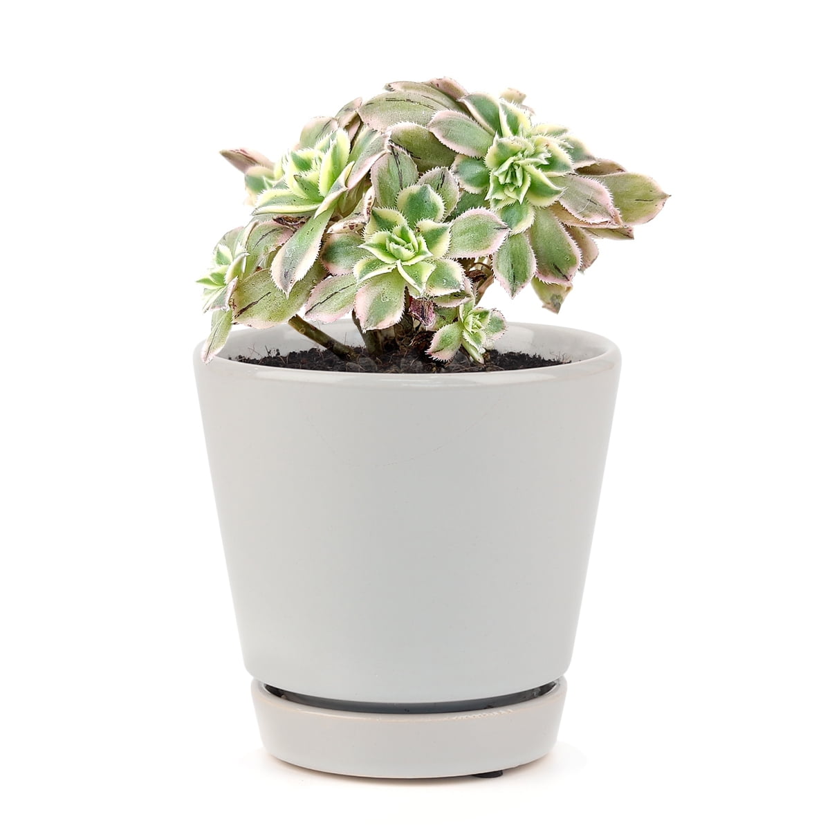 Aeonium Sunburst Copper Pinwheel (4"+ Minimalist Pot) - Live Healthy ...