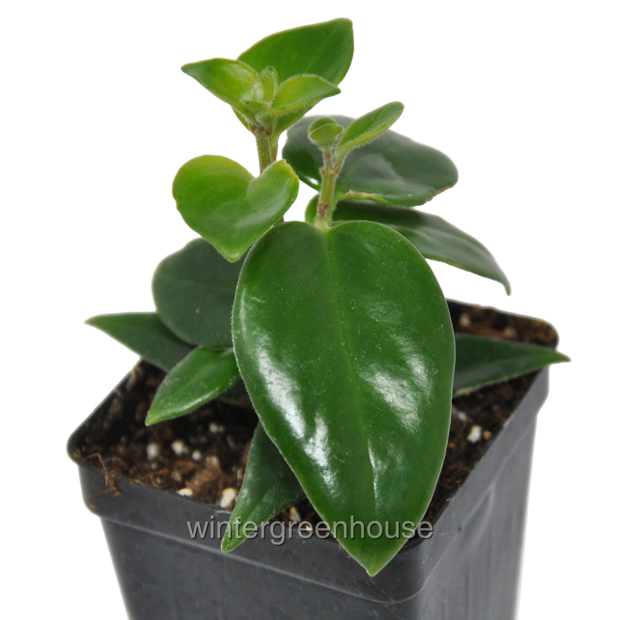 Aeschynanthus Obconicus, Mona Lisa, Lipstick Plant - Pot Size: 3" (2 ...