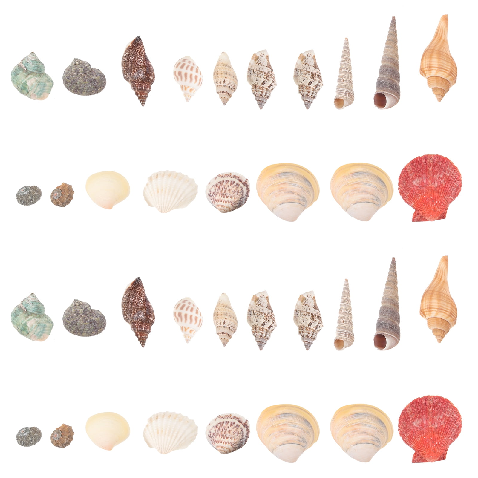 OHOIOLLA White Shell Conch Decorations for DIY Craft Fish Tank Aquarium ...