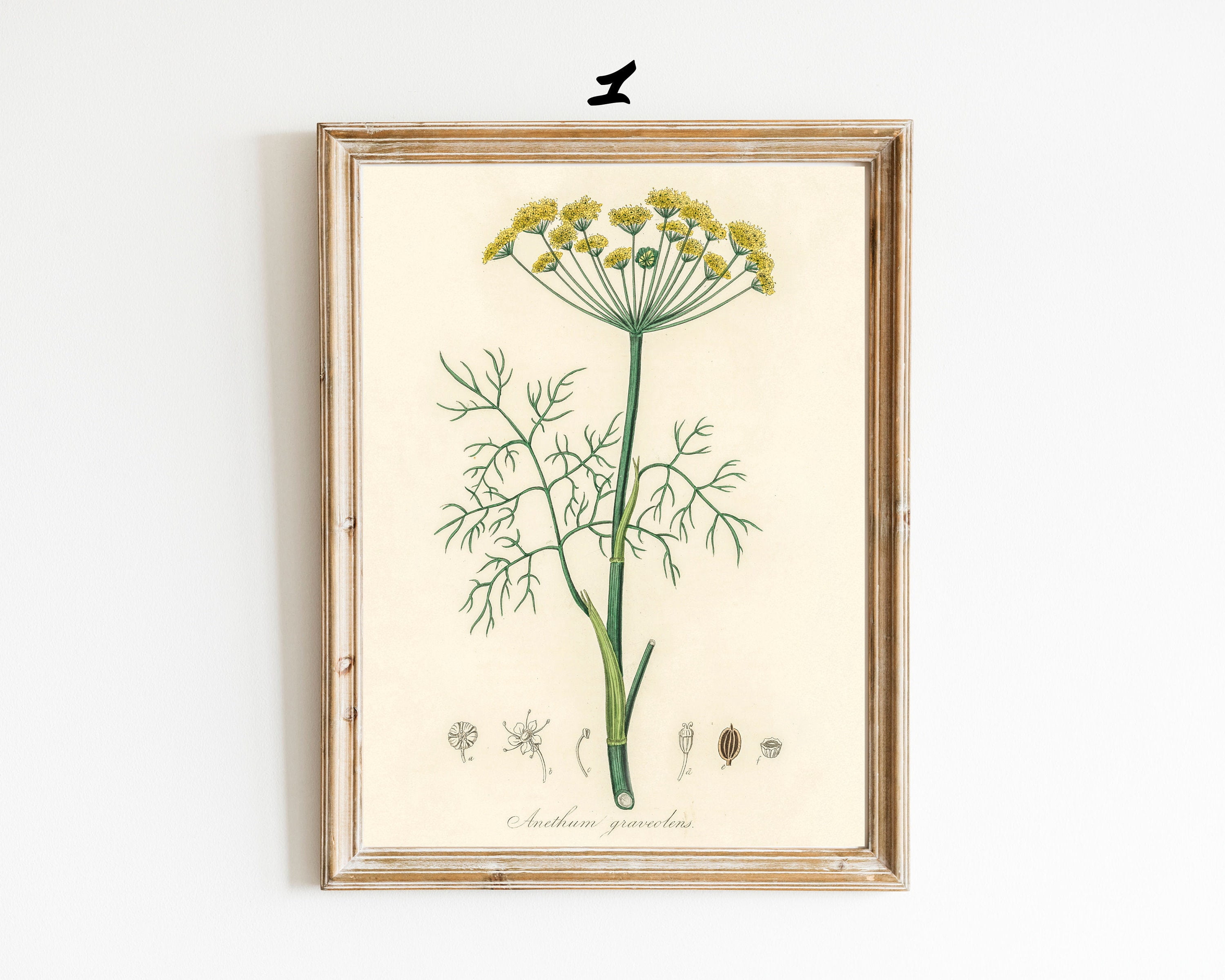 Affixzi Botanical Fern Prints, Vintage Flower Wall Art, Home Decor and ...