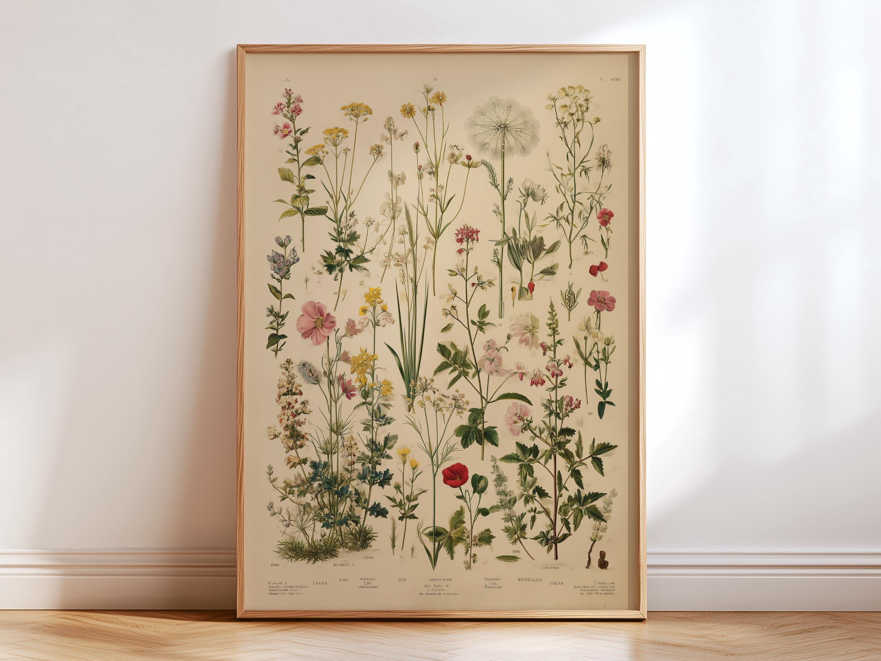 Affixzi Vintage Wildflower Botanical Poster – Antique Herbarium Floral ...