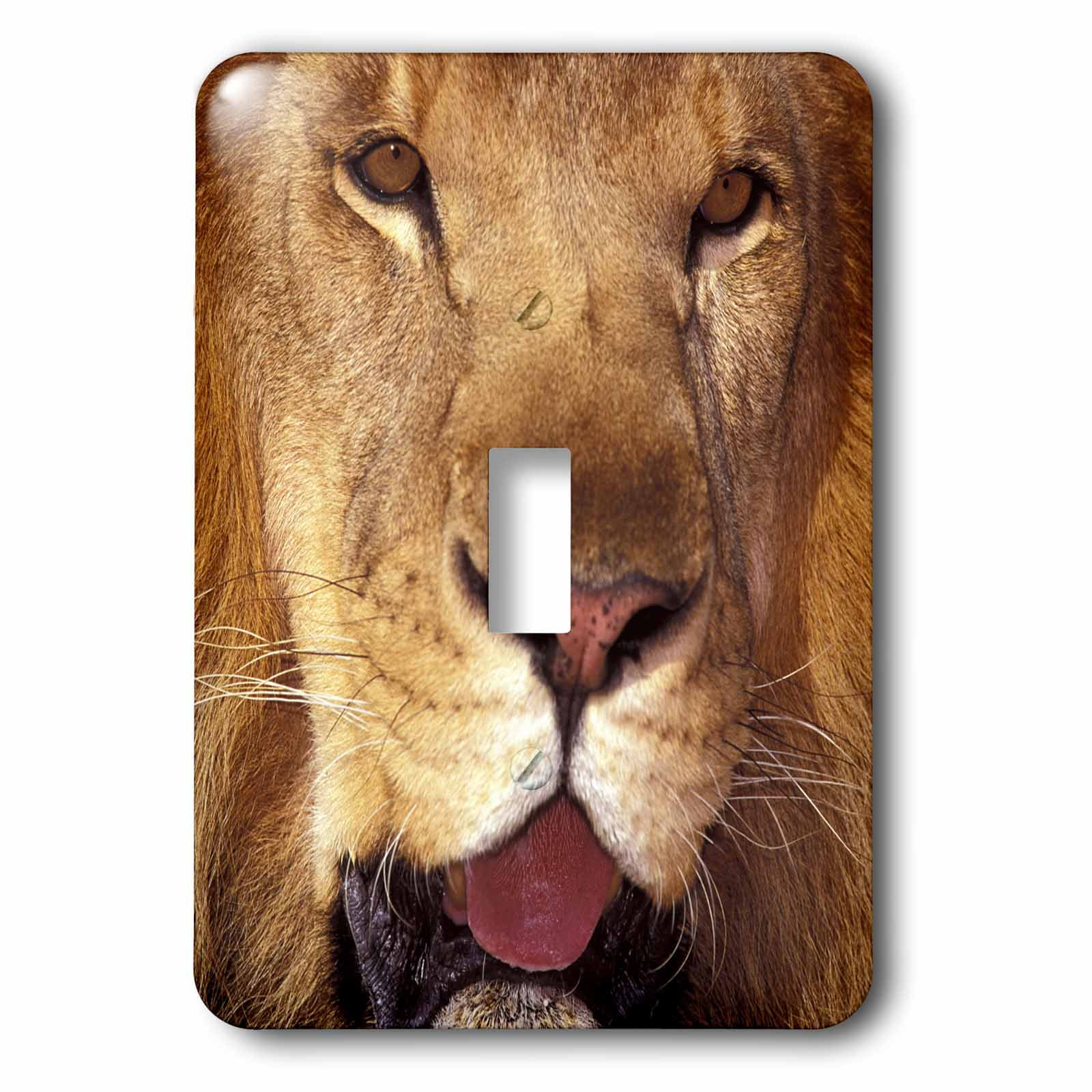 Africa. Male African Lion (Panthera leo) - NA02 SWE0033 - Stuart ...