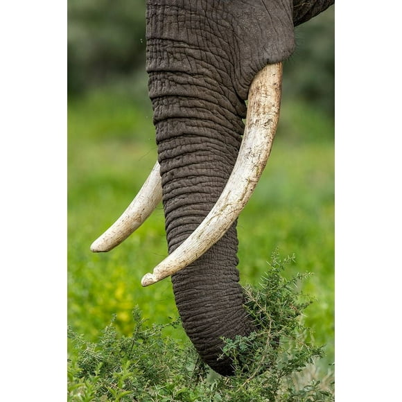 Elephant Tusk Ivory