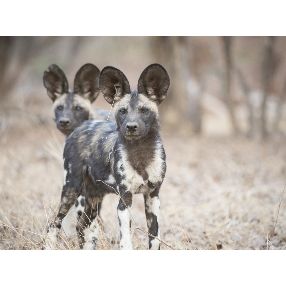 Africa Zimbabwe Mana Pools National Park. Close-up of wild dogs. Poster ...