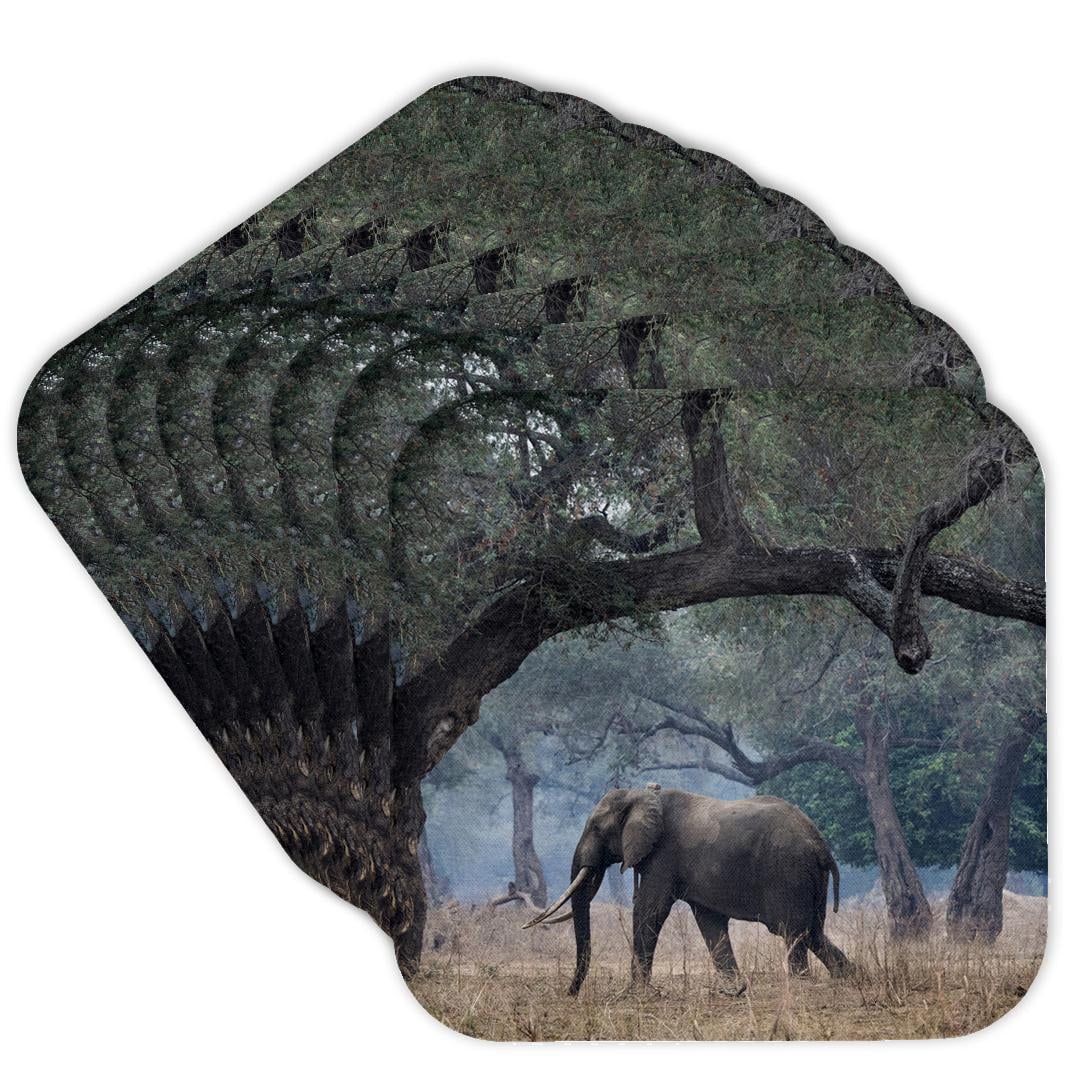 3dRose, Africa, Zimbabwe, Mana Pools NP. Elephant walking among trees ...