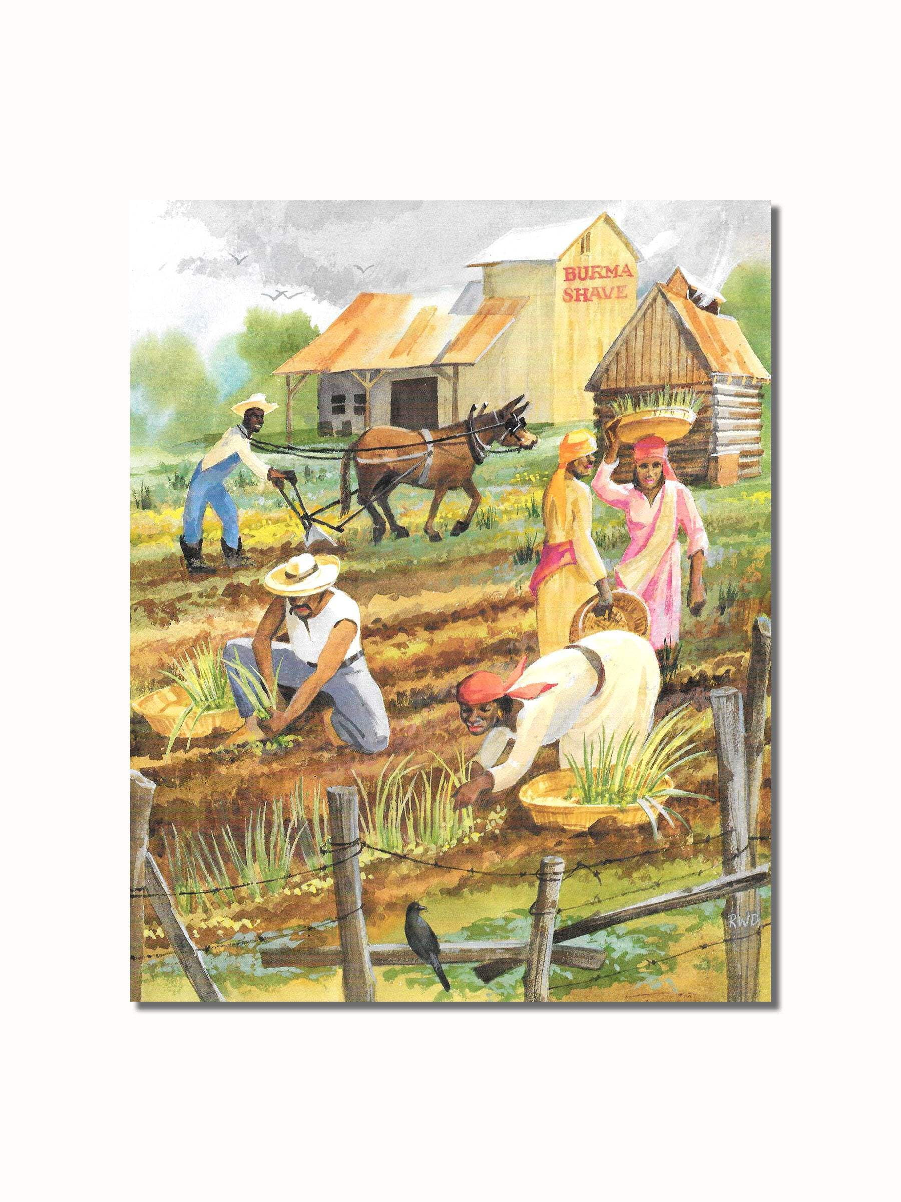 African American Black Picking Crops Barn Burma Shave Wall Picture 8x10 ...