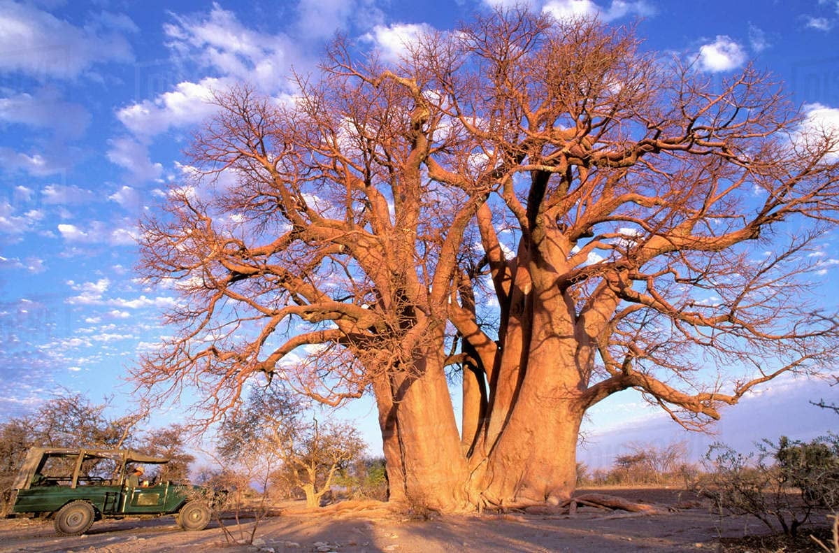 African Baobab Adansonia digitata 10 Seeds - Walmart.com