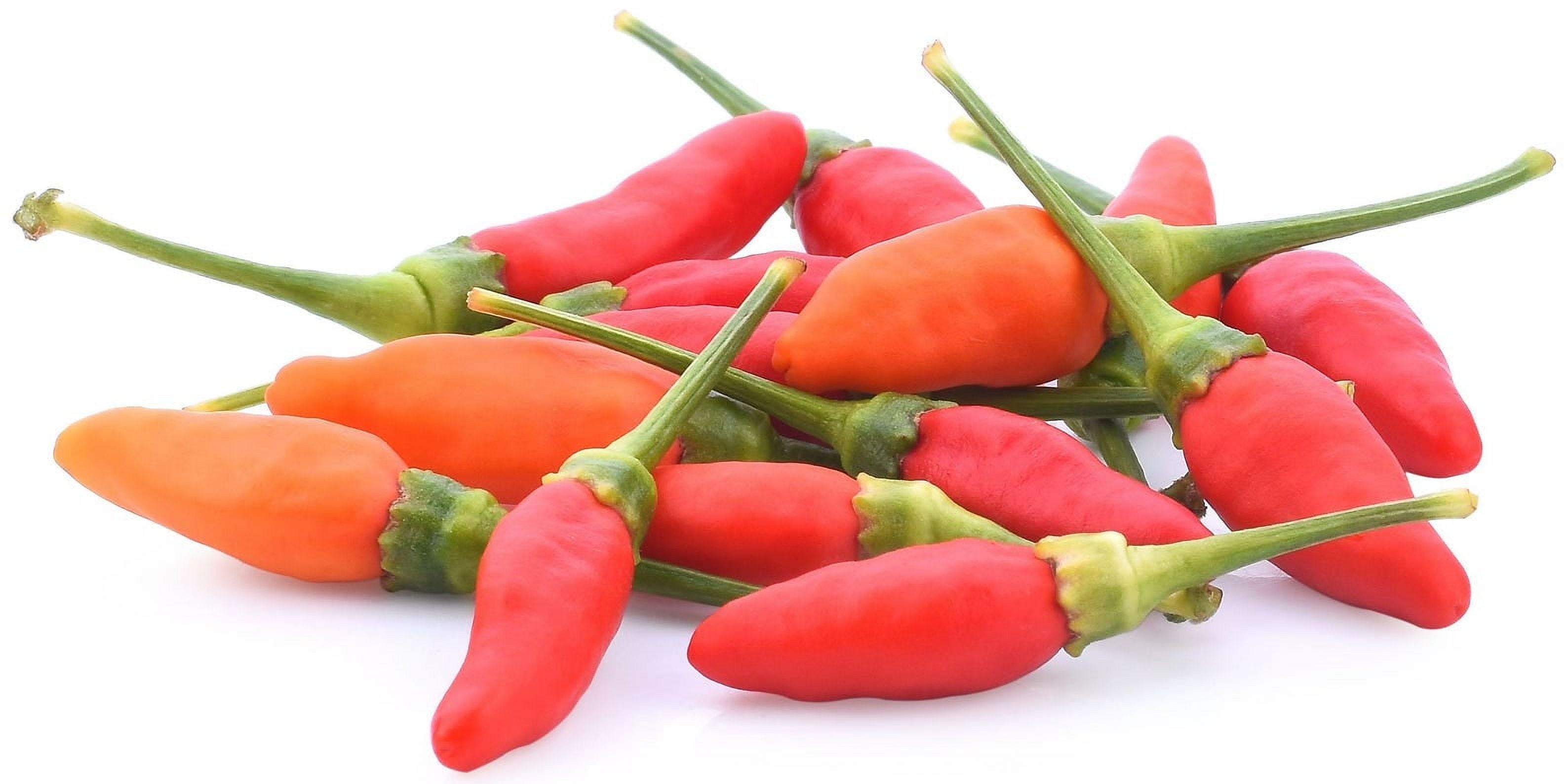 African Bird's Eye Piri-piri Peri Peri Chile Heirloom Pepper Premium ...