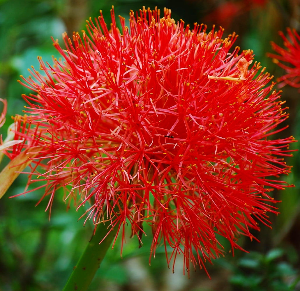 Live African Blood Lily Bulb - Scadoxus multiflorus - 16/18cm Bulb ...