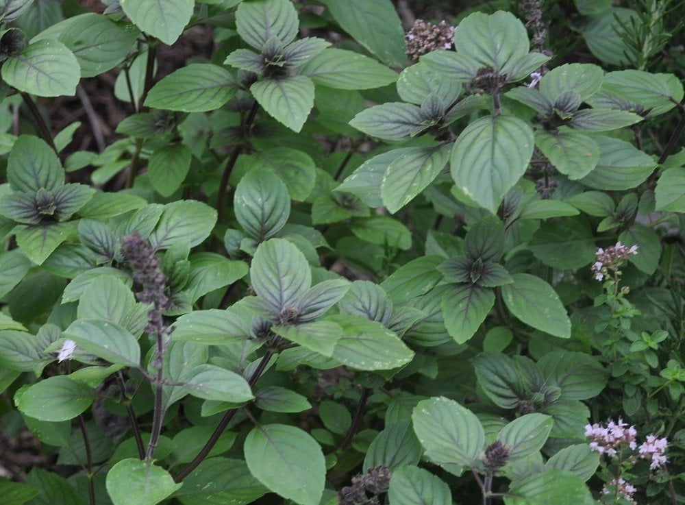 African Blue Basil Plant - The Best Indoor Basil - Live Plant - 4" pot ...