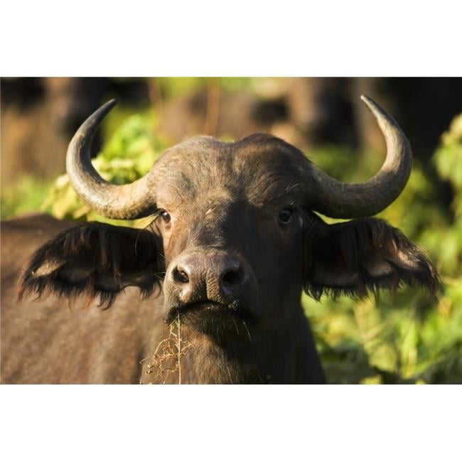 African Buffalo Syncerus Caffer Poster Print by Carson Ganci, 19 x 12 ...