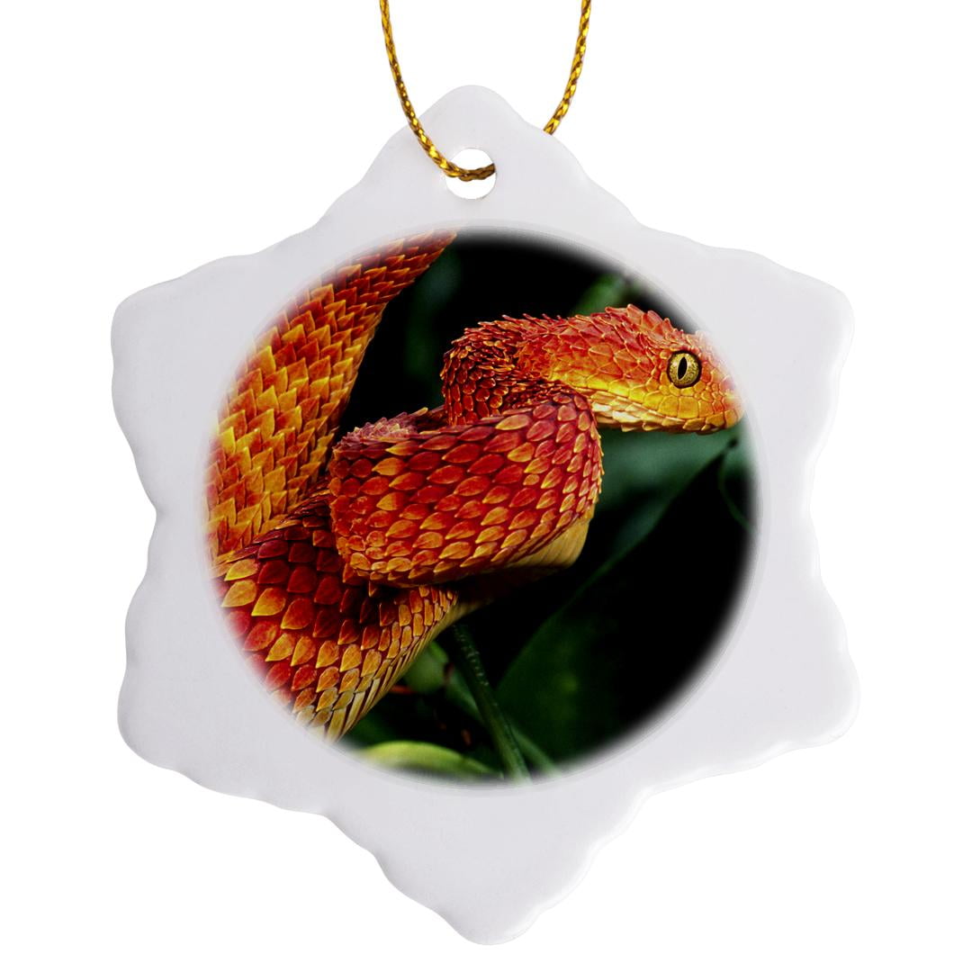 3drose, African Bush Viper Snake - Na02 Dno0446 - David Northcott, 3 ...