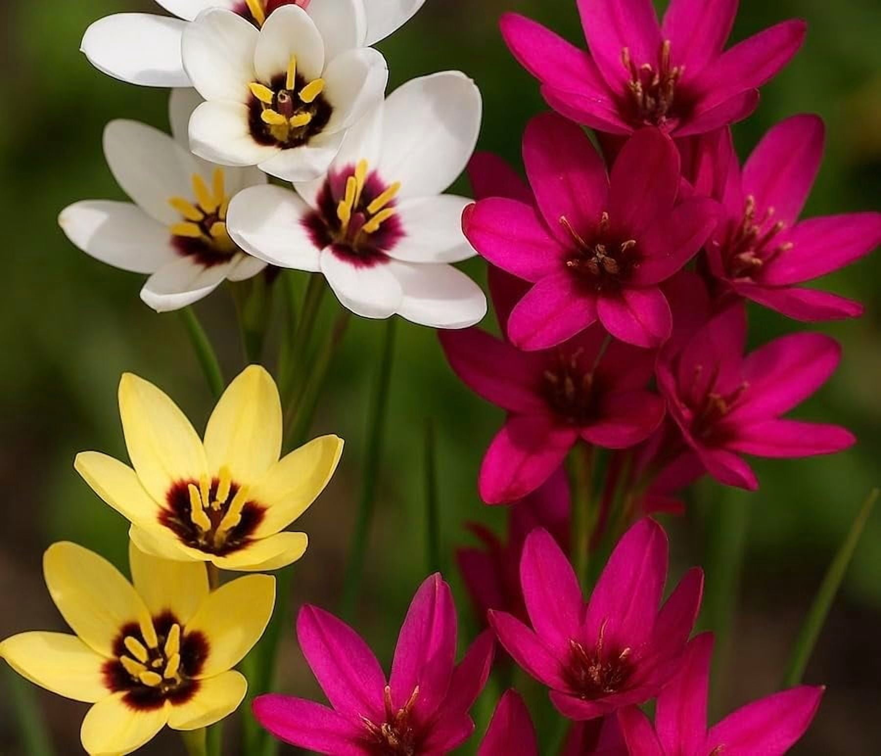 African Corn Lily Mixed Bulbs – Ixia Mix – Vibrant Blooms in Bold ...
