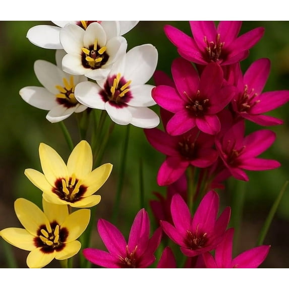 African Corn Lily Mixed Bulbs – Ixia Mix – Vibrant Blooms in Bold ...