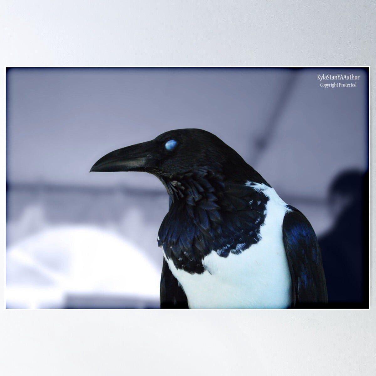 African Crow 2 Poster Wall Art, Modern Wall Decor For Living Room ...